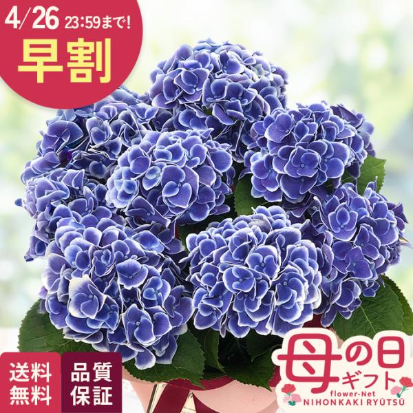 【フラワーネット日本花キ流通】母の日ギフトおすすめ＼４つの無料特典／・お花を傷つけない優しい素材の「ギフトラッピング」・感謝のメッセージ入り「母の日ピック」・お花が初めてでも安心「育て方説明書」・届いてからも安心「品質保証」【贈る相手】女性...