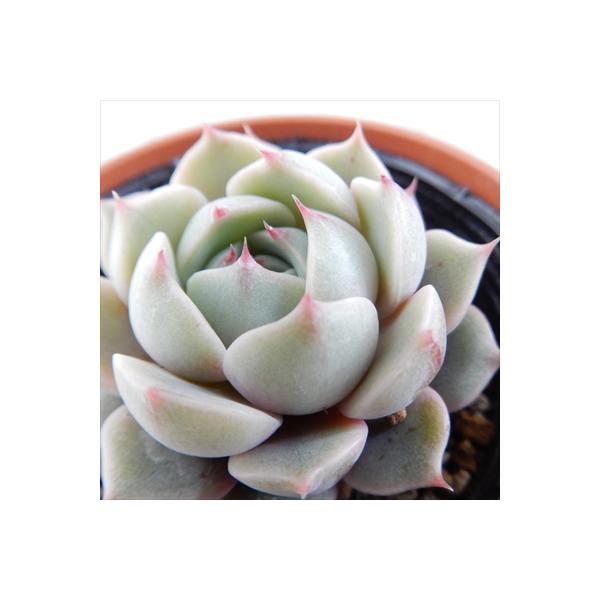 ■日当たり春秋型種10℃〜25℃の過ごしやすい季節によく生長し、暑すぎたり、寒すぎる時期は休眠してしまいます。生長期：9月〜5月休眠期：6月〜8月■水やり1春・秋は日当たりがよく、雨が当たらない風通しの良い場所に置く2夏の直射日光は避ける3...