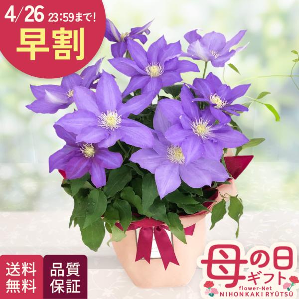 【フラワーネット日本花キ流通】母の日ギフトおすすめ＼４つの無料特典／・お花を傷つけない優しい素材の「ギフトラッピング」・感謝のメッセージ入り「母の日ピック」・お花が初めてでも安心「育て方説明書」・届いてからも安心「品質保証」【贈る相手】女性...