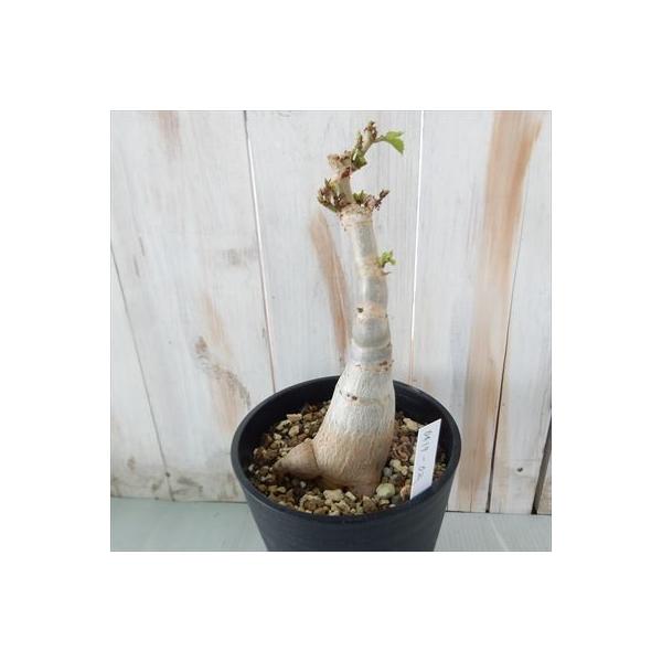 日本花キ流通 多肉植物 caシッサス キフォステンマ キローサム 日本花キ流通 多肉植物 caシッサス キフォステンマ キローサム