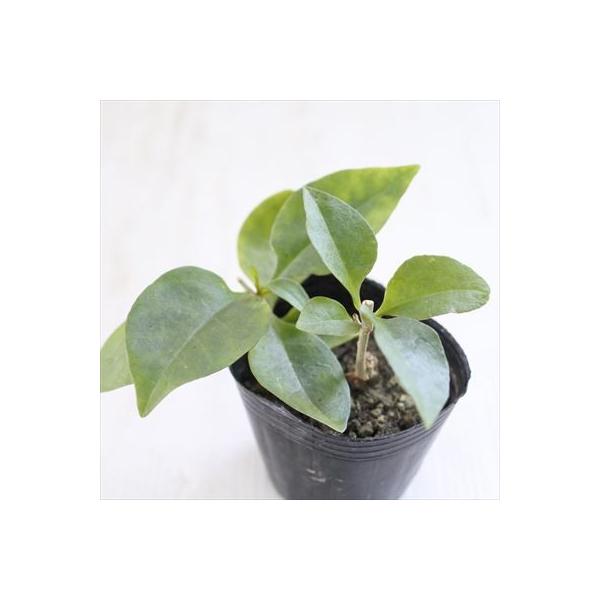 ■特徴【健康野菜として大注目！「雲南百薬」でお庭を元気に】熱帯アメリカやアジアを原産とする、生命力あふれるつる性の多年草です。中国から「長寿の薬草」として伝わった歴史を持ち、別名**「雲南百薬（うんなんひゃくやく）」**とも呼ばれています。...