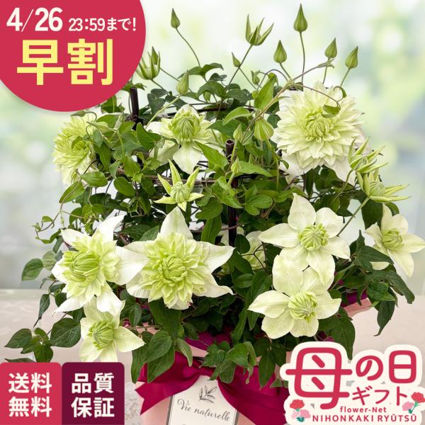 【フラワーネット日本花キ流通】母の日ギフトおすすめ＼４つの無料特典／・お花を傷つけない優しい素材の「ギフトラッピング」・感謝のメッセージ入り「母の日ピック」・お花が初めてでも安心「育て方説明書」・届いてからも安心「品質保証」【贈る相手】女性...