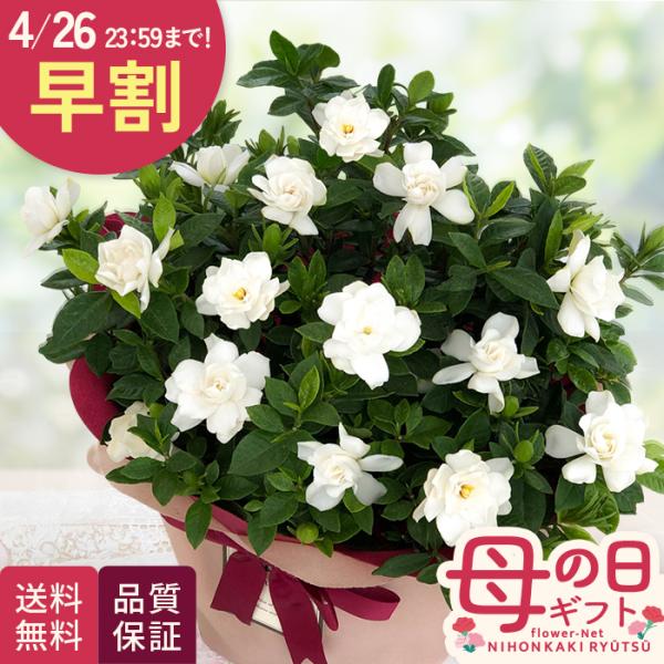 【フラワーネット日本花キ流通】母の日ギフトおすすめ＼４つの無料特典／・お花を傷つけない優しい素材の「ギフトラッピング」・感謝のメッセージ入り「母の日ピック」・お花が初めてでも安心「育て方説明書」・届いてからも安心「品質保証」【贈る相手】女性...