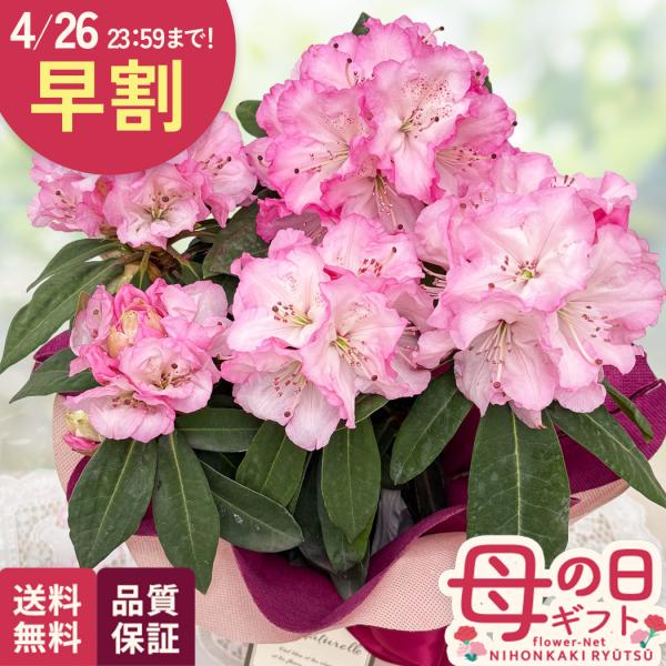【フラワーネット日本花キ流通】母の日ギフトおすすめ＼４つの無料特典／・お花を傷つけない優しい素材の「ギフトラッピング」・感謝のメッセージ入り「母の日ピック」・お花が初めてでも安心「育て方説明書」・届いてからも安心「品質保証」【贈る相手】女性...