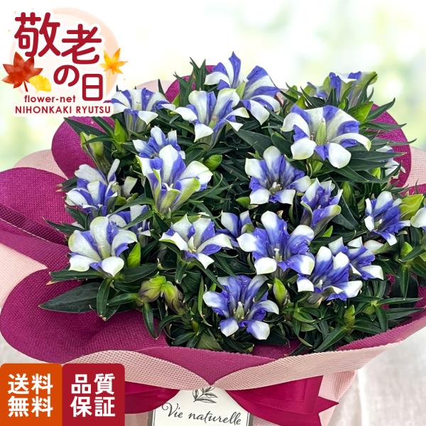 【フラワーネット日本花キ流通】敬老の日ギフトおすすめ＼４つの無料特典／・お花を傷つけない優しい素材の「ギフトラッピング」・感謝のメッセージ入り「メッセージカード」・お花が初めてでも安心「育て方説明書」・届いてからも安心「品質保証」【贈る相手...