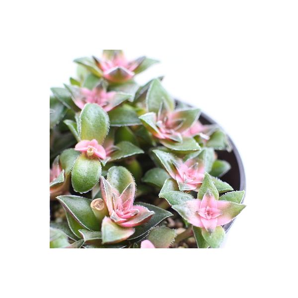 ■特徴春秋型種10℃〜25℃の過ごしやすい季節によく生長し、暑すぎたり、寒すぎる時期は休眠してしまいます。生長期：9月〜5月休眠期：6月〜8月■置き場所・水やり1春・秋は日当たりがよく、雨が当たらない風通しの良い場所に置く2夏の直射日光は避...