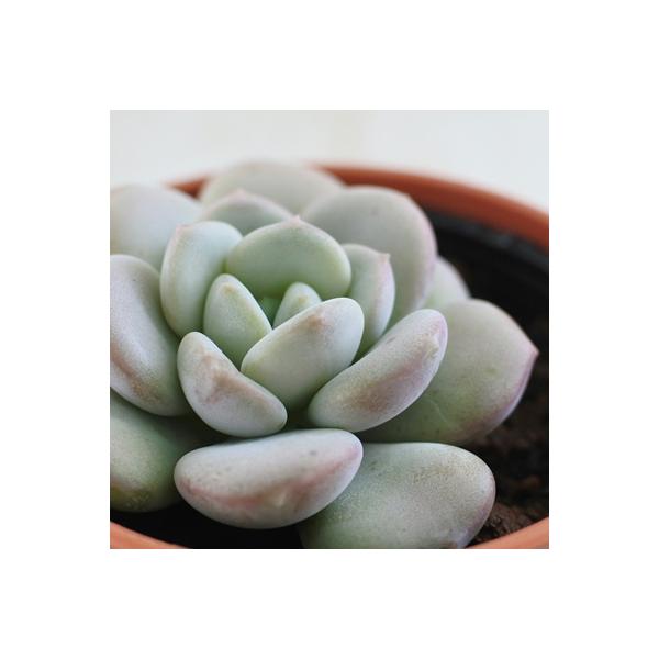 ■日当たり春秋型種10℃〜25℃の過ごしやすい季節によく生長し、暑すぎたり、寒すぎる時期は休眠してしまいます。生長期：2月〜6月・9月〜11月休眠期：7月〜8月・11月〜1月■水やり1春・秋は日当たりがよく、雨が当たらない風通しの良い場所に...