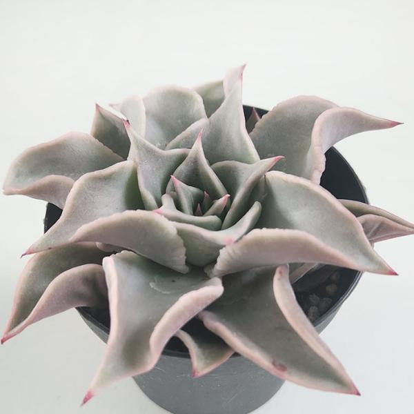 ■特徴春秋型種10℃〜25℃の過ごしやすい季節によく生長し、暑すぎたり、寒すぎる時期は休眠してしまいます。生長期：9月〜5月休眠期：6月〜8月■置き場所・水やり1春・秋は日当たりがよく、雨が当たらない風通しの良い場所に置く2夏の直射日光は避...