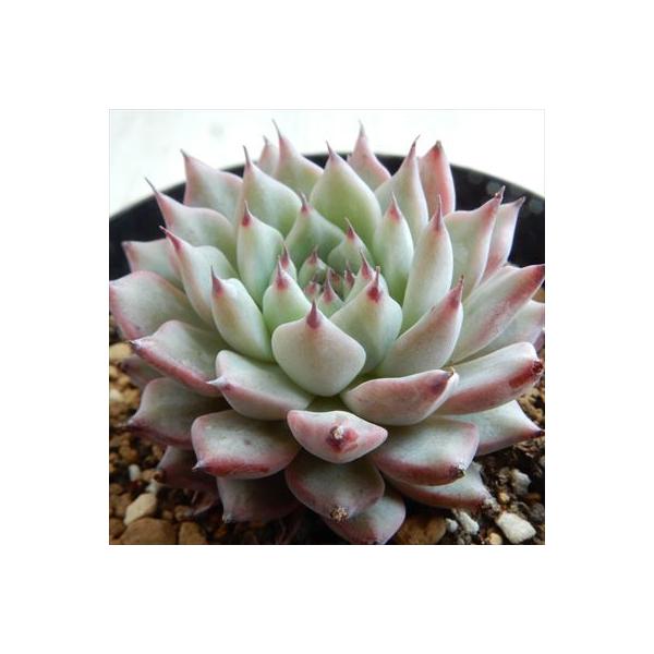 ■日当たり春秋型種10℃〜25℃の過ごしやすい季節によく生長し、暑すぎたり、寒すぎる時期は休眠してしまいます。生長期：2月〜6月・9月〜11月休眠期：7月〜8月・11月〜1月■置き場所・水やり1春・秋は日当たりがよく、雨が当たらない風通しの...