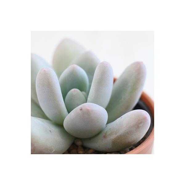 ■置き場所春秋型種10℃〜25℃の過ごしやすい季節によく生長し、暑すぎたり、寒すぎる時期は休眠してしまいます。生長期：2月〜6月・9月〜11月休眠期：7月〜8月・11月〜1月■水やり1春・秋は日当たりがよく、雨が当たらない風通しの良い場所に...