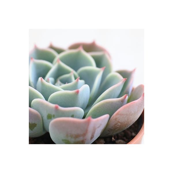 ■置き場所春秋型種10℃〜25℃の過ごしやすい季節によく生長し、暑すぎたり、寒すぎる時期は休眠してしまいます。生長期：2月〜6月・9月〜11月休眠期：7月〜8月・11月〜1月■水やり1春・秋は日当たりがよく、雨が当たらない風通しの良い場所に...