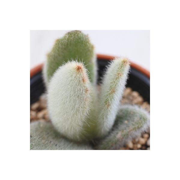 ■日当たり夏型種夏に雨が多く降る地域に自生する種類は、強い日射しを好み、20℃〜30℃の高い気温でよく育ちます。生長期：3月〜11月休眠期：12月〜2月■水やり1日当たりがよく、雨が当たらない風通しの良い場所に置く2夏の直射日光は避ける3水...