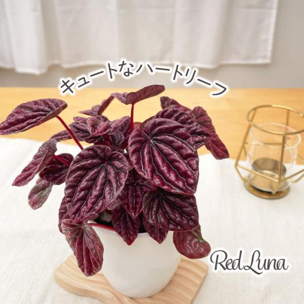 ■商品説明どんなインテリアにも溶け込みやすいシンプルな白い鉢に入ってのお届けです。 丸みのある鉢がキュートでスタイリッシュなデザインとなっていて、シンプルな鉢はどんなインテリアにも自然に溶け込み、空間を明るい印象にします。 届いたその日から...