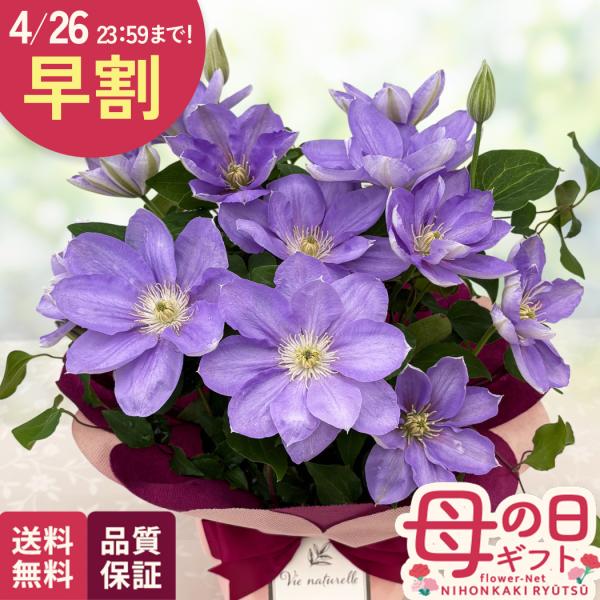 【フラワーネット日本花キ流通】母の日ギフトおすすめ＼４つの無料特典／・お花を傷つけない優しい素材の「ギフトラッピング」・感謝のメッセージ入り「母の日ピック」・お花が初めてでも安心「育て方説明書」・届いてからも安心「品質保証」【贈る相手】女性...