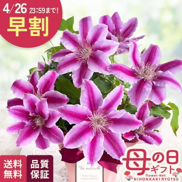 【フラワーネット日本花キ流通】母の日ギフトおすすめ＼４つの無料特典／・お花を傷つけない優しい素材の「ギフトラッピング」・感謝のメッセージ入り「母の日ピック」・お花が初めてでも安心「育て方説明書」・届いてからも安心「品質保証」【贈る相手】女性...