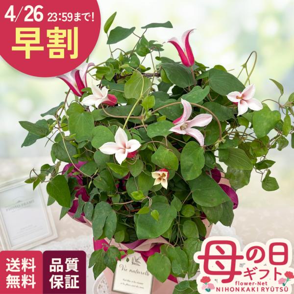 【フラワーネット日本花キ流通】母の日ギフトおすすめ＼４つの無料特典／・お花を傷つけない優しい素材の「ギフトラッピング」・感謝のメッセージ入り「母の日ピック」・お花が初めてでも安心「育て方説明書」・届いてからも安心「品質保証」【贈る相手】女性...