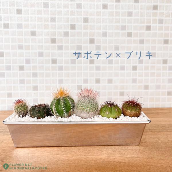 【商品説明】可愛いミニサボテンを寄せ植えにしましたシンプルなシルバーのアルミ鉢でキッチン、リビング、玄関などどこにでも飾っていただけます。水をあまり必要としないため管理も簡単!!アルミ鉢には穴が開いていないので水漏れの心配がなくそのまま飾る...