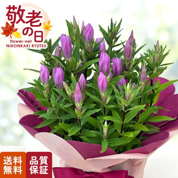 【フラワーネット日本花キ流通】敬老の日ギフトおすすめ＼４つの無料特典／・お花を傷つけない優しい素材の「ギフトラッピング」・感謝のメッセージ入り「メッセージカード」・お花が初めてでも安心「育て方説明書」・届いてからも安心「品質保証」【贈る相手...