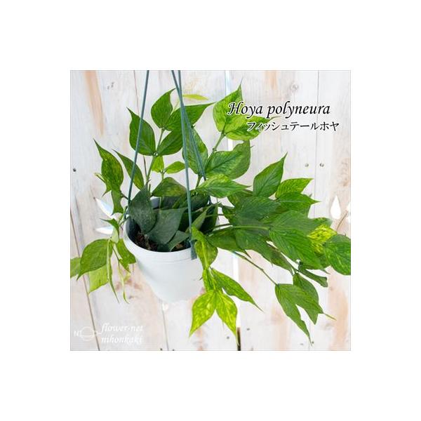 ■特徴ポリネウラという名前ですが、葉の形が「魚のしっぽ」に似ていることからこの名前でも呼ばれます。新芽はライム色ですが、葉が大きくなるとグリーンに変化します。■日当たり・置き場所室内の明るく風通しの良い場所で管理してください。直射日光は避け...