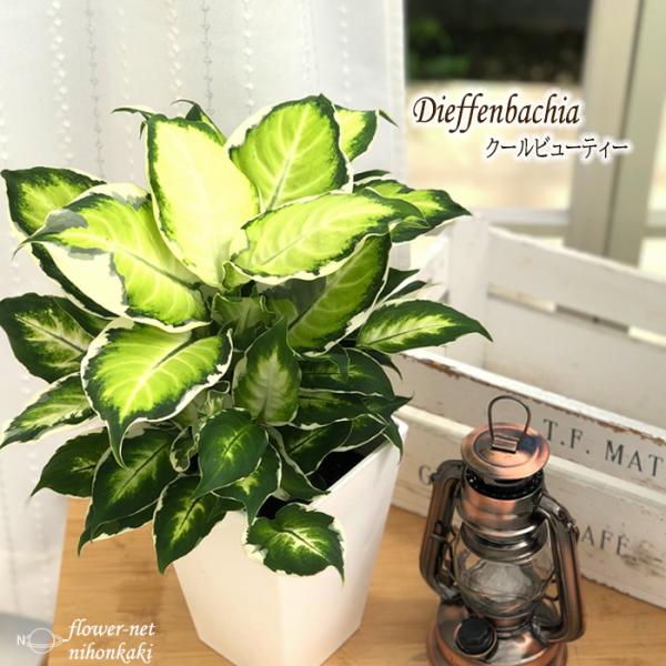 《ディフェンバキア クールビューティー》【特徴】ディフェンバキアの新品種。カミーラの枝変わり。外斑の入り方がしっかりしていて縁取りのコントラストがきれい。【置き場所】直射日光は避けて室内の明るい場所に置いてください。寒さは苦手なので暖かい場...