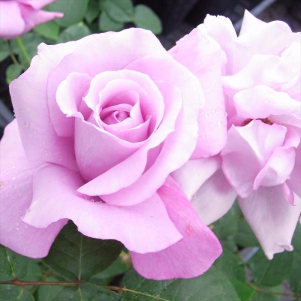【商品説明】濃ラベンダー色の半剣弁高芯咲き。花つきがよい。強香。横張り性で樹高は低め、がっちりとした株になる。数年たつとシュートが出なくなるので、古株を大切にする。葉焼けしやすい。夏に水やりを続けるとショートが発生しやすくなる。【香り】★★...