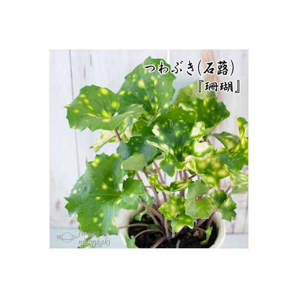 ■特徴常緑多年草キク科ツワブキ属花期：10月〜11月■置き場所・日当たり半日陰または明るい日陰で腐植質の富んだ場所を好みます。直射日光を嫌い肥効が強いと葉形や斑に影響が出るため有機肥料を与えて育てる。■水やり鉢植えは表土が乾いたら十分に与え...