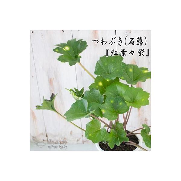 ■特徴常緑多年草キク科ツワブキ属花期：10月〜11月■置き場所・日当たり半日陰または明るい日陰で腐植質の富んだ場所を好みます。直射日光を嫌い肥効が強いと葉形や斑に影響が出るため有機肥料を与えて育てる。■水やり鉢植えは表土が乾いたら十分に与え...
