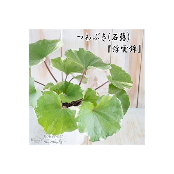 ■特徴常緑多年草キク科ツワブキ属花期：10月〜11月■置き場所・日当たり半日陰または明るい日陰で腐植質の富んだ場所を好みます。直射日光を嫌い肥効が強いと葉形や斑に影響が出るため有機肥料を与えて育てる。■水やり鉢植えは表土が乾いたら十分に与え...