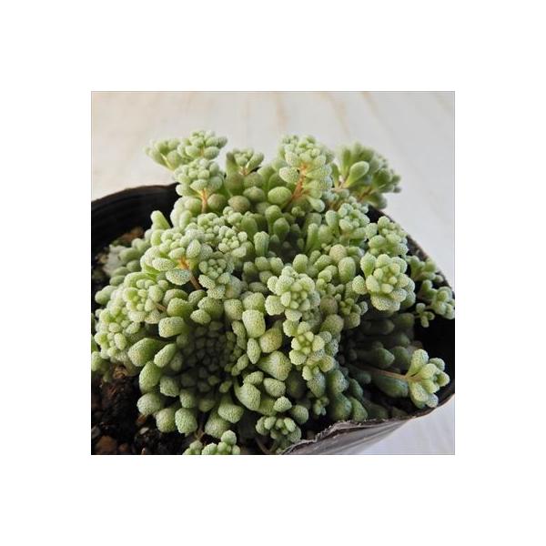 ■日当たり春秋型種10℃〜25℃の過ごしやすい季節によく生長し、暑すぎたり、寒すぎる時期は休眠してしまいます。生長期：9月〜5月休眠期：6月〜8月■水やり1春・秋は日当たりがよく、雨が当たらない風通しの良い場所に置く2夏の直射日光は避ける3...