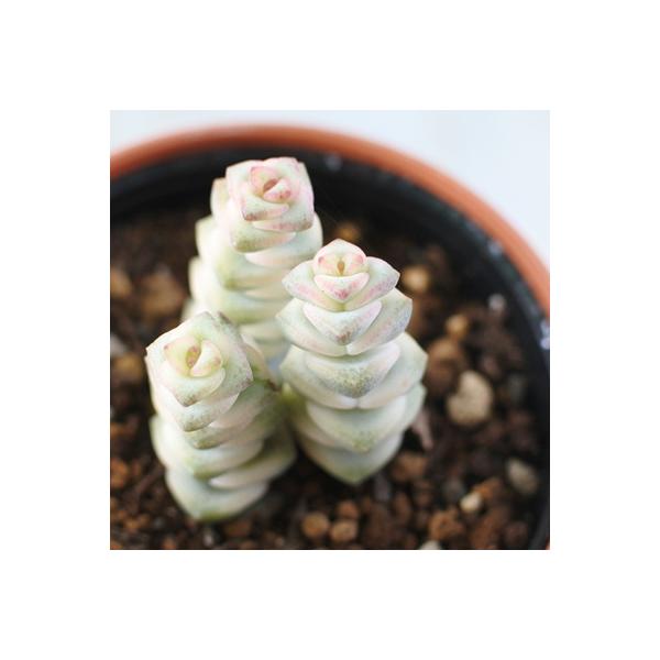 ■日当たり春秋型種10℃〜25℃の過ごしやすい季節によく生長し、暑すぎたり、寒すぎる時期は休眠してしまいます。生長期：2月〜6月・9月〜11月休眠期：7月〜8月・11月〜1月■置き場所・水やり1春・秋は日当たりがよく、雨が当たらない風通しの...