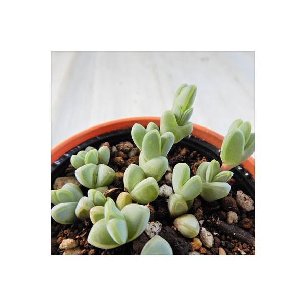 ■日当たり冬型種高山などの気温の低い地域に自生する種類は、日本の夏の暑さが苦手で、5℃〜20℃の気温でよく育ちます。生長期：9月〜5月休眠期：6月〜8月■水やり1風通しがよく、雨の当たらない明るい日陰に置く2盛夏は扇風機などで鉢の温度を下げ...