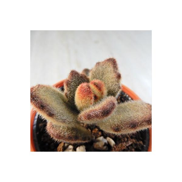 ■日当たり夏型種夏に雨が多く降る地域に自生する種類は、強い日射しを好み、20℃〜30℃の高い気温でよく育ちます。生長期：3月〜11月休眠期：12月〜2月■水やり1日当たりがよく、雨が当たらない風通しの良い場所に置く2夏の直射日光は避ける3水...