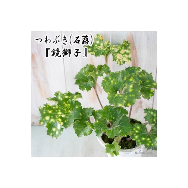 ■特徴常緑多年草キク科ツワブキ属花期：10月〜11月■置き場所・日当たり半日陰または明るい日陰で腐植質の富んだ場所を好みます。直射日光を嫌い肥効が強いと葉形や斑に影響が出るため有機肥料を与えて育てる。■水やり鉢植えは表土が乾いたら十分に与え...