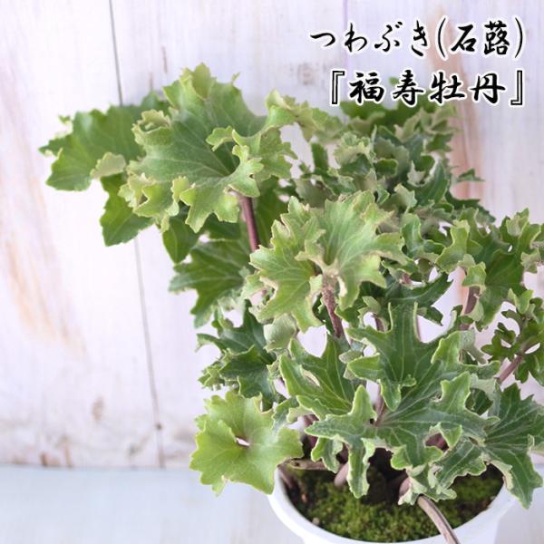 ■特徴常緑多年草 キク科ツワブキ属 花期：10月〜11月■置き場所・日当たり半日陰または明るい日陰で腐植質の富んだ場所を好みます。 直射日光を嫌い肥効が強いと葉形や斑に影響が出るため有機肥料を与えて育てる。■水やり鉢植えは表土が乾いたら十分...