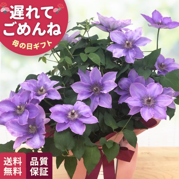 【フラワーネット日本花キ流通】母の日ギフトおすすめ＼４つの無料特典／・お花を傷つけない優しい素材の「ギフトラッピング」・感謝のメッセージ入り「母の日ピック」・お花が初めてでも安心「育て方説明書」・届いてからも安心「品質保証」【贈る相手】女性...
