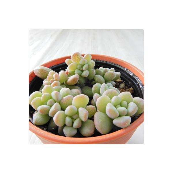 ■日当たり春秋型種10℃〜25℃の過ごしやすい季節によく生長し、暑すぎたり、寒すぎる時期は休眠してしまいます。生長期：9月〜5月休眠期：6月〜8月■水やり1春・秋は日当たりがよく、雨が当たらない風通しの良い場所に置く2夏の直射日光は避ける3...