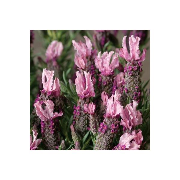 フリンジがかったピンクの耳がラブリーな人気品種。香りの女王ラベンダーは、安眠を誘います。ポプリ・安眠枕・ハーブティー等の自然美容には欠かせないアイテムです♪【特徴】フレンチラベンダーは比較的、耐暑性・耐寒性がありラベンダーの中では暑さに強い...