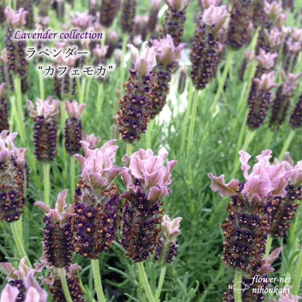クラシックカラーが珍しいラベンダーです。香りの女王ラベンダーは、安眠を誘います。ポプリ・安眠枕・ハーブティー等の自然美容には欠かせないアイテムです♪【特徴】フレンチラベンダーは比較的、耐暑性・耐寒性がありラベンダーの中では暑さに強いので育て...