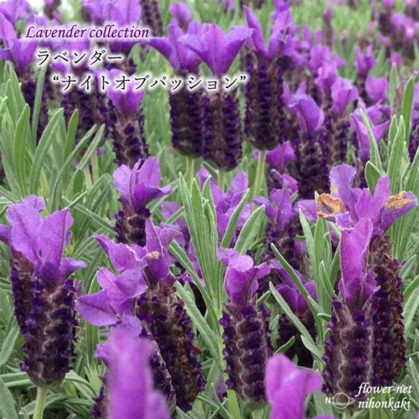 キリっとした締まりのあるパープルカラーのお花が魅力的。香りの女王ラベンダーは、安眠を誘います。ポプリ・安眠枕・ハーブティー等の自然美容には欠かせないアイテムです♪【特徴】フレンチラベンダーは比較的、耐暑性・耐寒性がありラベンダーの中では暑さ...