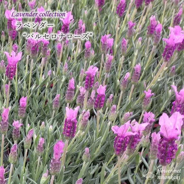 濃いピンクのお花は存在感抜群！香りの女王ラベンダーは、安眠を誘います。ポプリ・安眠枕・ハーブティー等の自然美容には欠かせないアイテムです♪【特徴】フレンチラベンダーは比較的、耐暑性・耐寒性がありラベンダーの中では暑さに強いので育てやすいハー...