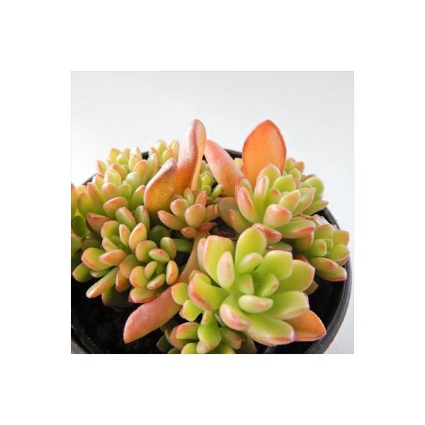 ■日当たり春秋型種10℃〜25℃の過ごしやすい季節によく生長し、暑すぎたり、寒すぎる時期は休眠してしまいます。生長期：2月〜6月・9月〜11月休眠期：7月〜8月・11月〜1月■水やり1春・秋は日当たりがよく、雨が当たらない風通しの良い場所に...