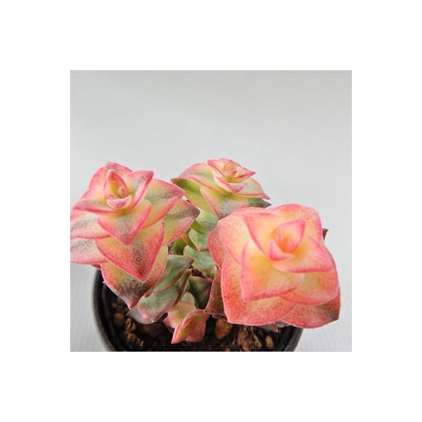 ■日当たり春秋型種10℃〜25℃の過ごしやすい季節によく生長し、暑すぎたり、寒すぎる時期は休眠してしまいます。生長期：2月〜6月・9月〜11月休眠期：7月〜8月・11月〜1月■置き場所・水やり1春・秋は日当たりがよく、雨が当たらない風通しの...