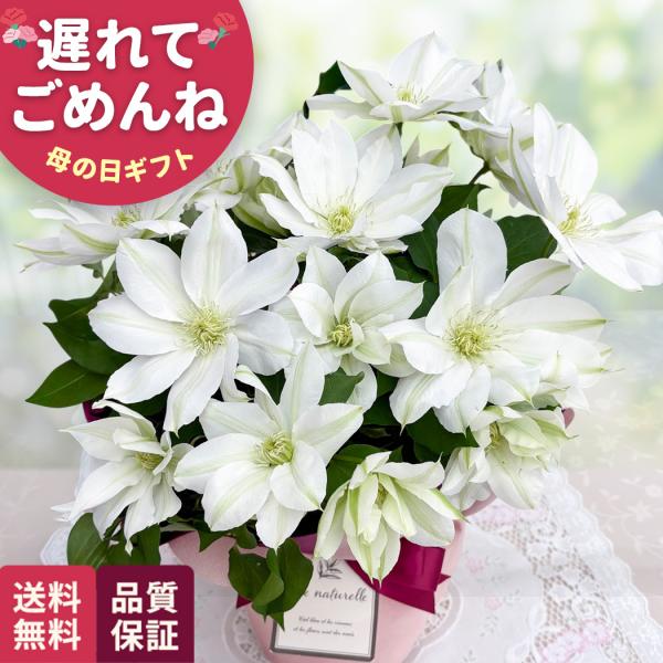 【フラワーネット日本花キ流通】母の日ギフトおすすめ＼４つの無料特典／・お花を傷つけない優しい素材の「ギフトラッピング」・感謝のメッセージ入り「母の日ピック」・お花が初めてでも安心「育て方説明書」・届いてからも安心「品質保証」【贈る相手】女性...