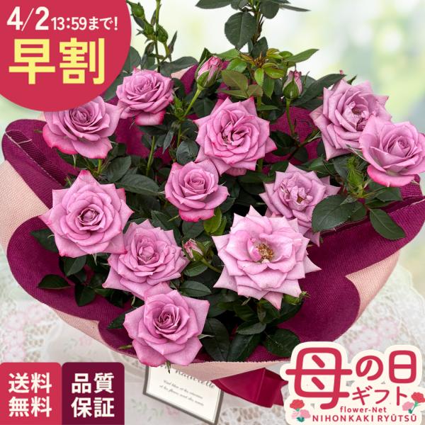 【フラワーネット日本花キ流通】母の日ギフトおすすめ＼４つの無料特典／・お花を傷つけない優しい素材の「ギフトラッピング」・感謝のメッセージ入り「母の日ピック」・お花が初めてでも安心「育て方説明書」・届いてからも安心「品質保証」【贈る相手】女性...