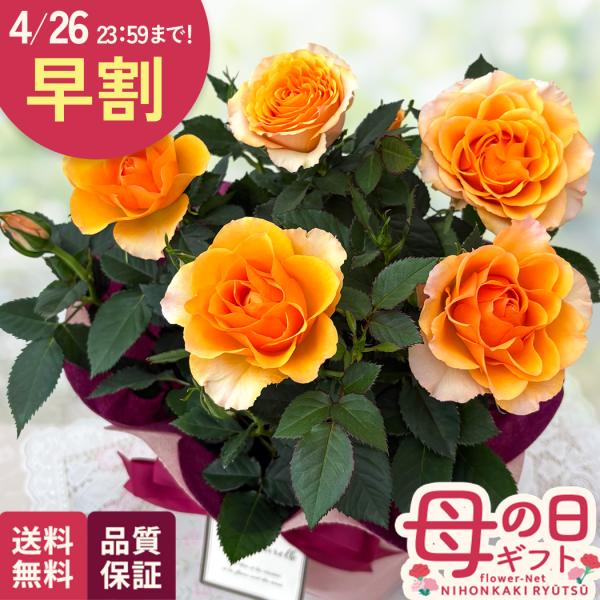 【フラワーネット日本花キ流通】母の日ギフトおすすめ＼４つの無料特典／・お花を傷つけない優しい素材の「ギフトラッピング」・感謝のメッセージ入り「母の日ピック」・お花が初めてでも安心「育て方説明書」・届いてからも安心「品質保証」【贈る相手】女性...