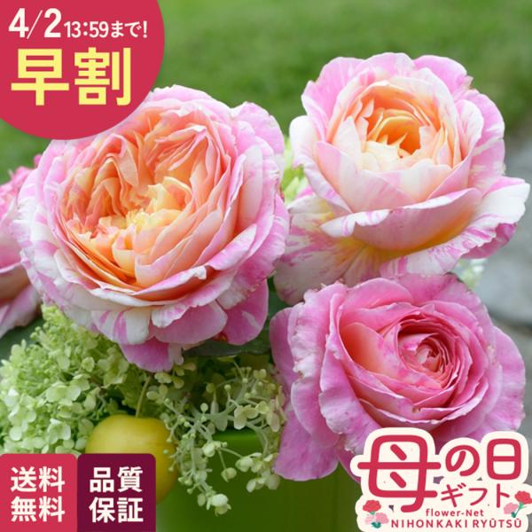 【フラワーネット日本花キ流通】母の日ギフトおすすめ＼２大無料特典／・母の日メッセージ入り「お花の育て方説明書」・届いてからも安心「品質保証」【贈る相手】女性 お母さん 母 母親 ママ 妻 義母 おばあちゃん 祖母 継母 兄弟 姉妹 友人 友...