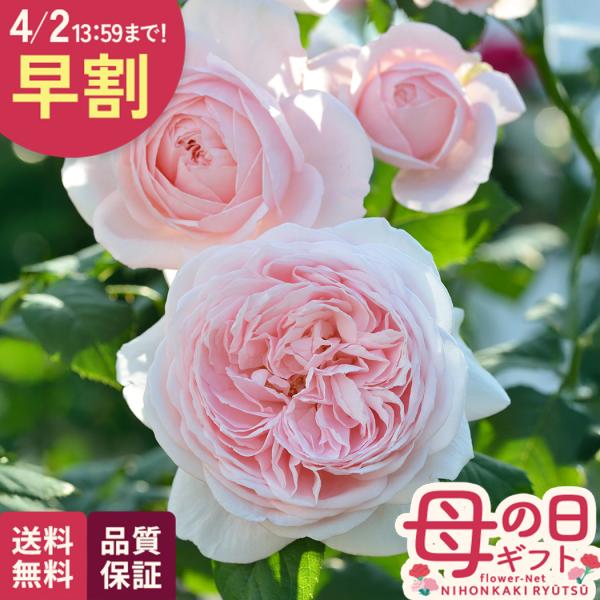 【フラワーネット日本花キ流通】母の日ギフトおすすめ＼２大無料特典／・母の日メッセージ入り「お花の育て方説明書」・届いてからも安心「品質保証」【贈る相手】女性 お母さん 母 母親 ママ 妻 義母 おばあちゃん 祖母 継母 兄弟 姉妹 友人 友...