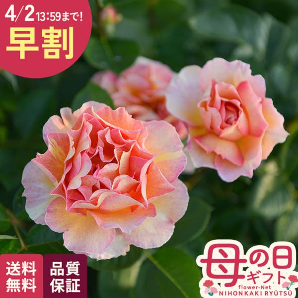 【フラワーネット日本花キ流通】母の日ギフトおすすめ＼２大無料特典／・母の日メッセージ入り「お花の育て方説明書」・届いてからも安心「品質保証」【贈る相手】女性 お母さん 母 母親 ママ 妻 義母 おばあちゃん 祖母 継母 兄弟 姉妹 友人 友...