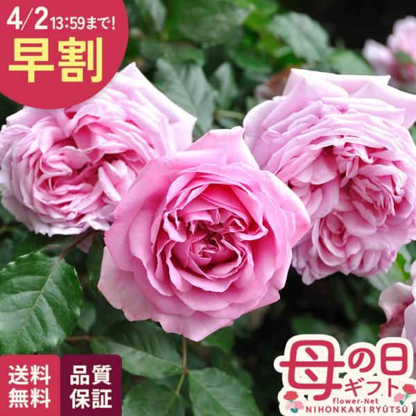 【フラワーネット日本花キ流通】母の日ギフトおすすめ＼２大無料特典／・母の日メッセージ入り「お花の育て方説明書」・届いてからも安心「品質保証」【贈る相手】女性 お母さん 母 母親 ママ 妻 義母 おばあちゃん 祖母 継母 兄弟 姉妹 友人 友...