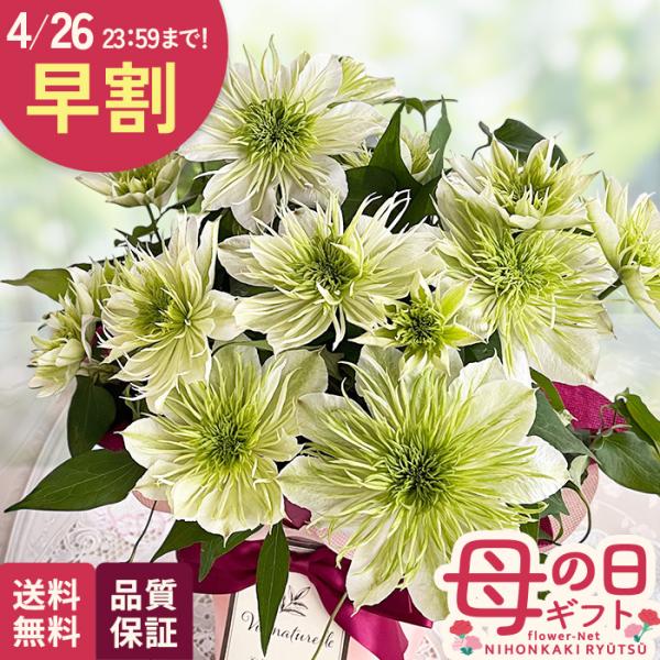 【フラワーネット日本花キ流通】母の日ギフトおすすめ＼４つの無料特典／・お花を傷つけない優しい素材の「ギフトラッピング」・感謝のメッセージ入り「母の日ピック」・お花が初めてでも安心「育て方説明書」・届いてからも安心「品質保証」【贈る相手】女性...